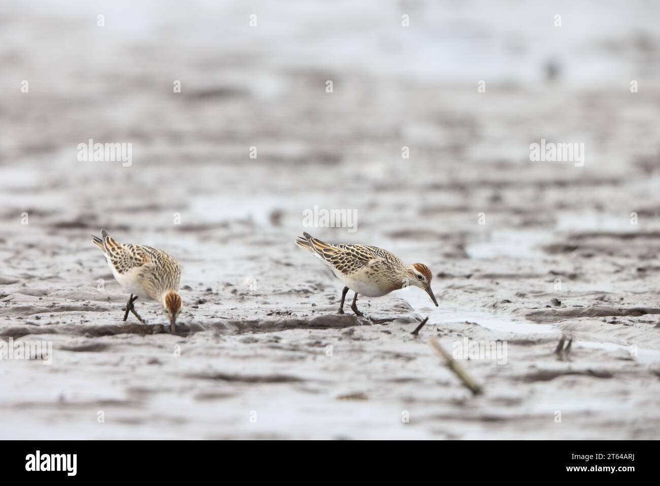 The sharp-tailed sandpiper (Calidris acuminata) is a small-medium ...