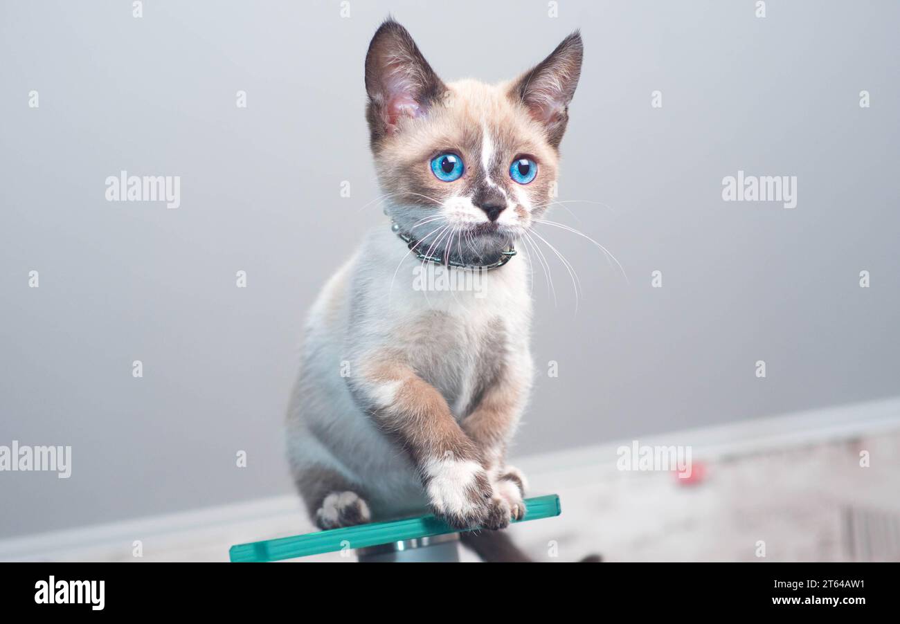 Spotted munchkin kitten with short legs sits with paw raised Stock ...