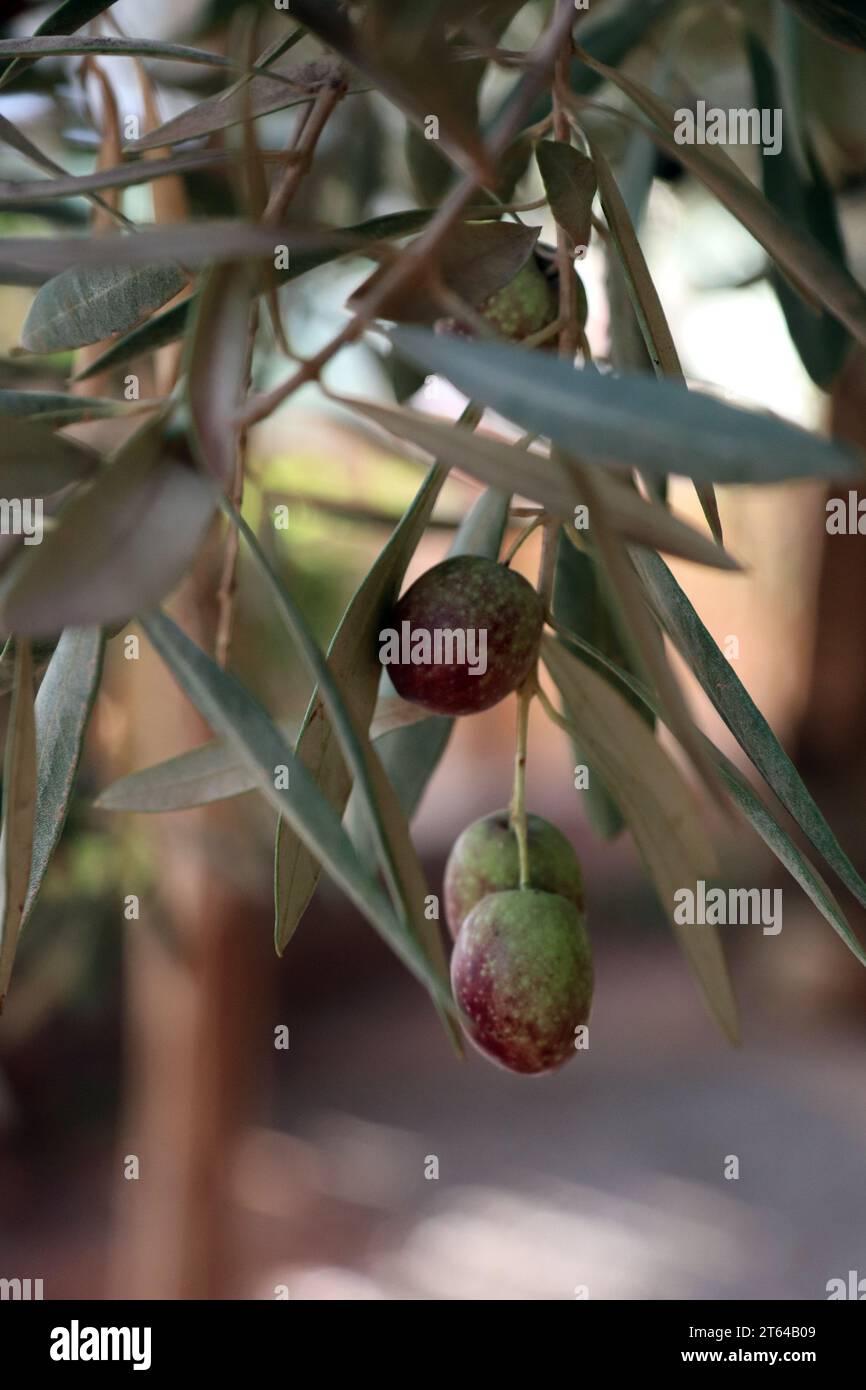 Olives on a tree in morocco hi-res stock photography and images - Alamy