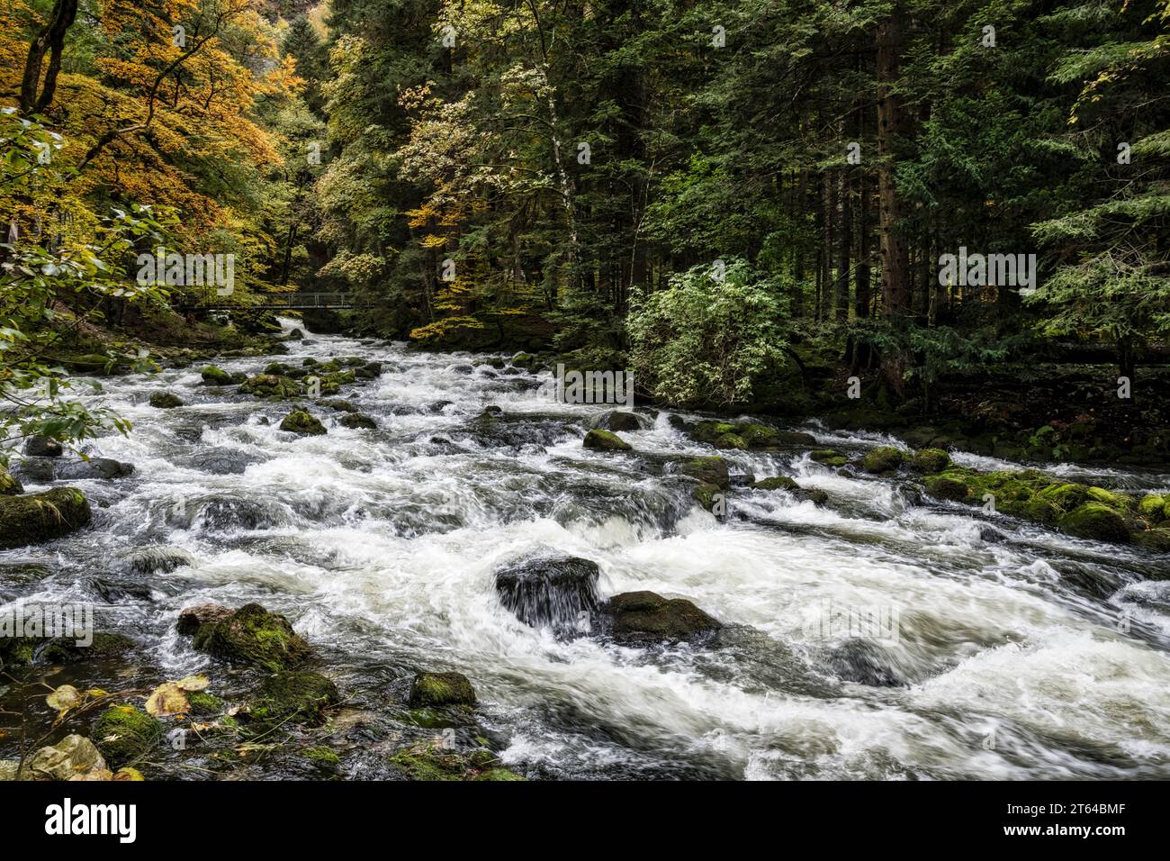 One of the largest continuous forests in europe hi-res stock ...