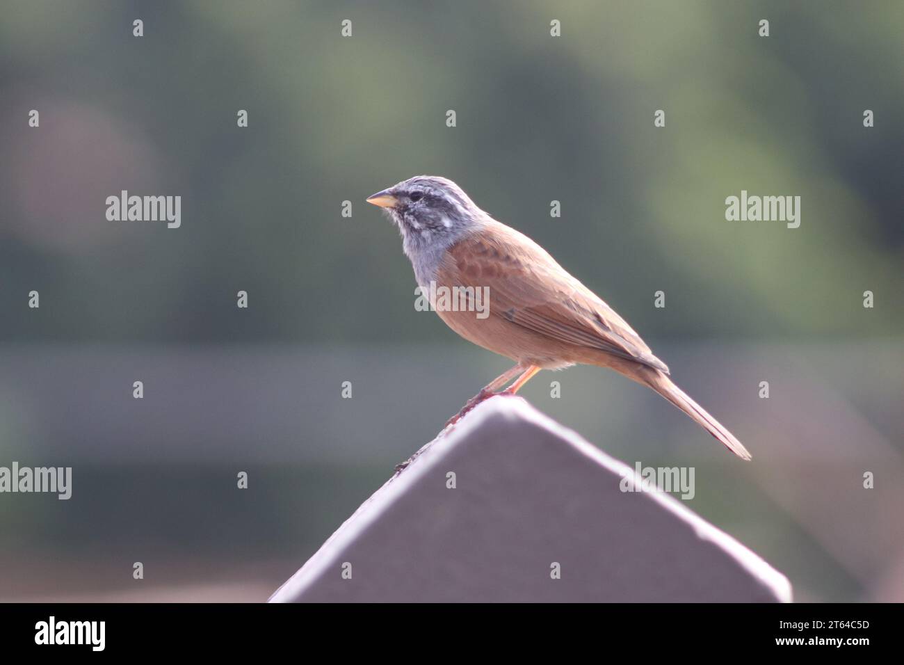 House Bunting in morocco Stock Photo - Alamy