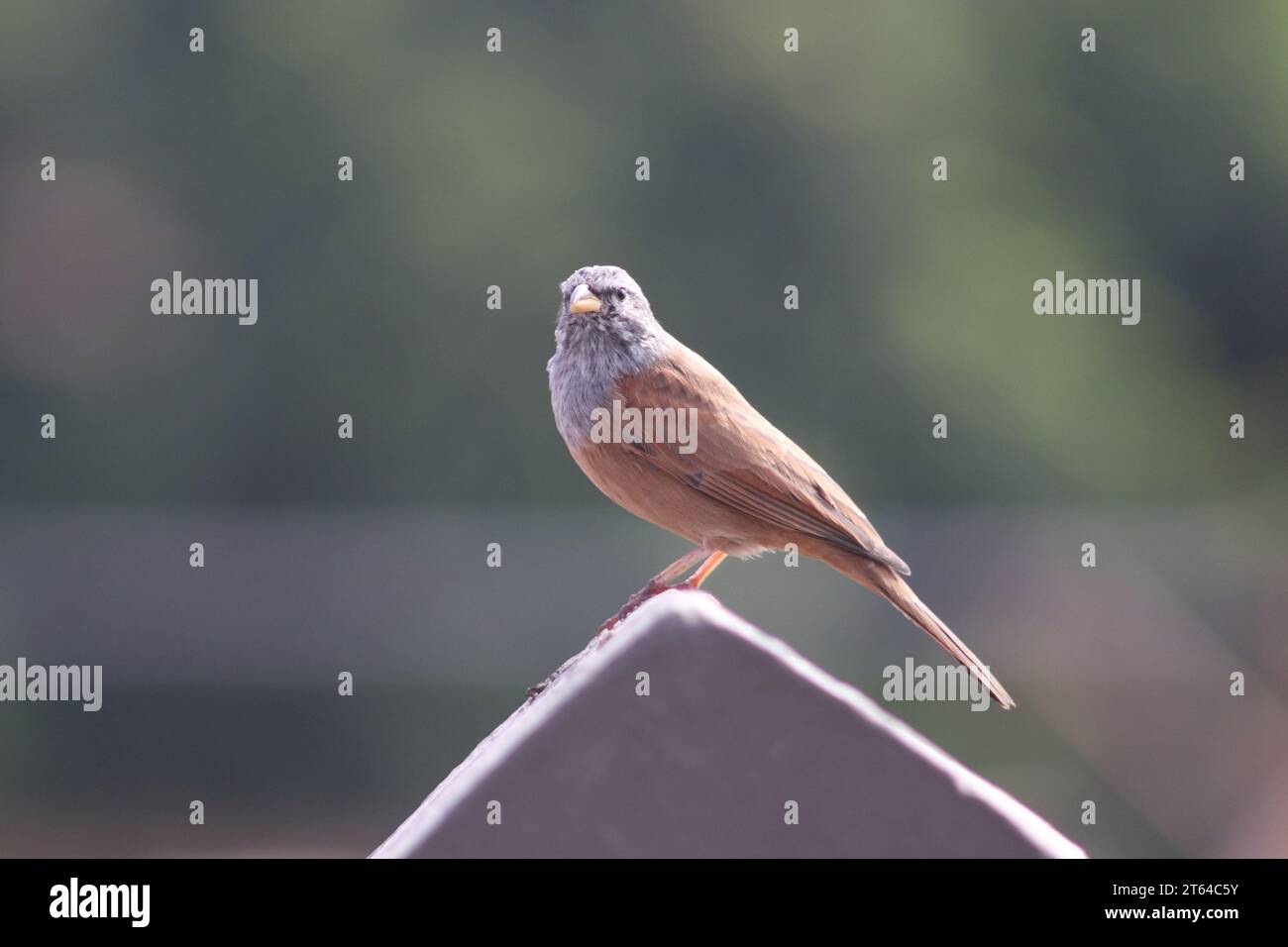 Morocco and chad hi-res stock photography and images - Alamy