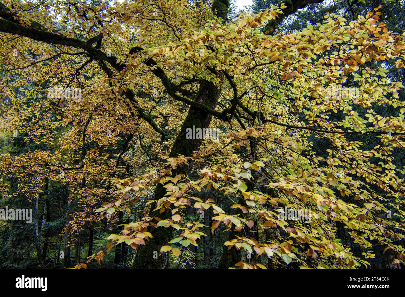 One of the largest continuous forests in europe hi-res stock ...