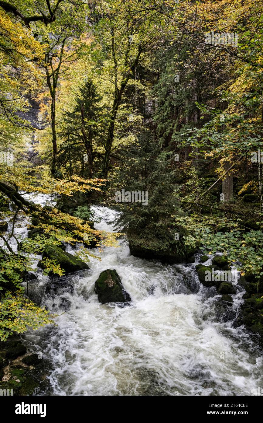 One of the largest continuous forests in europe hi-res stock ...