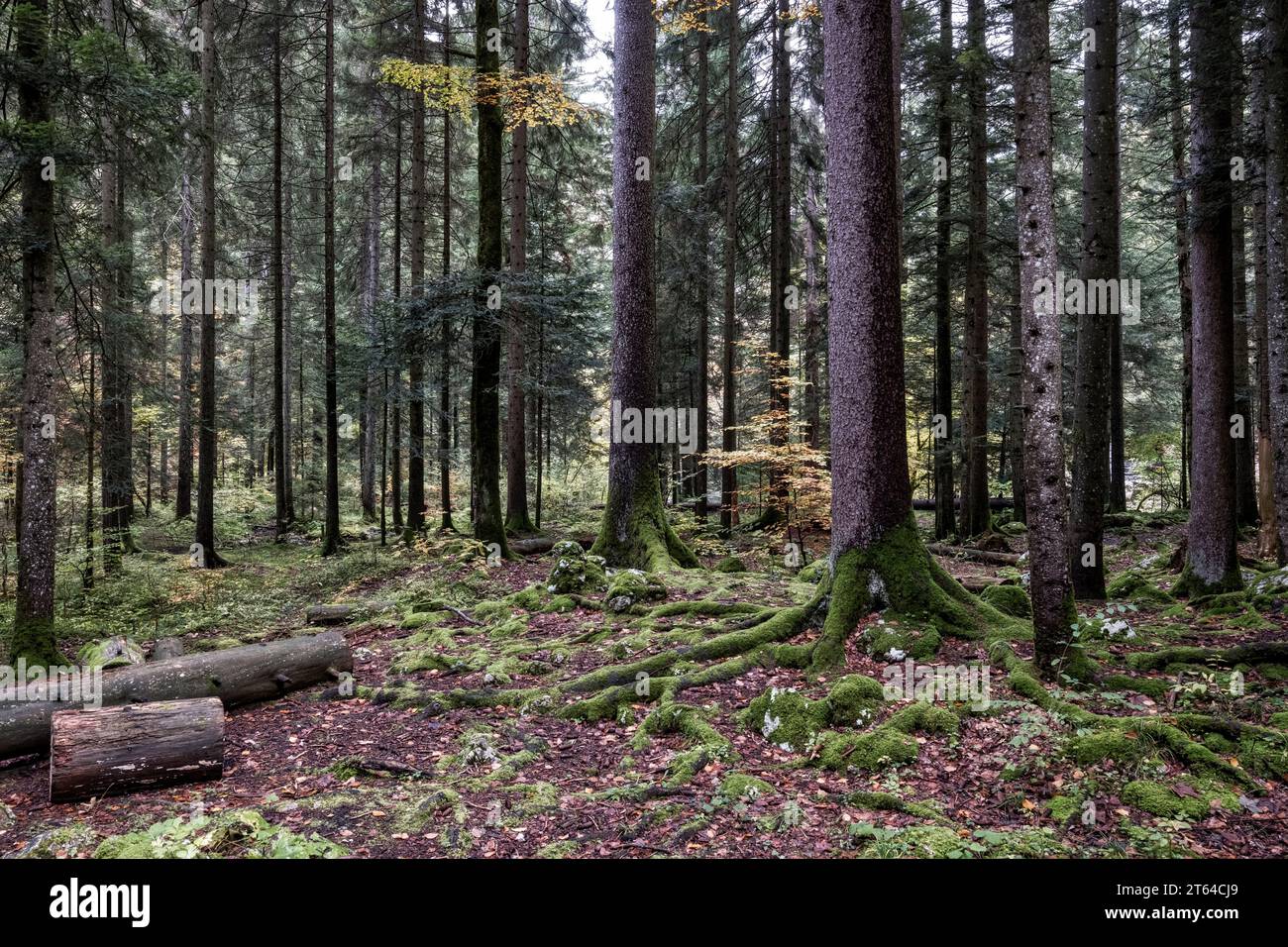 One of the largest continuous forests in europe hi-res stock ...