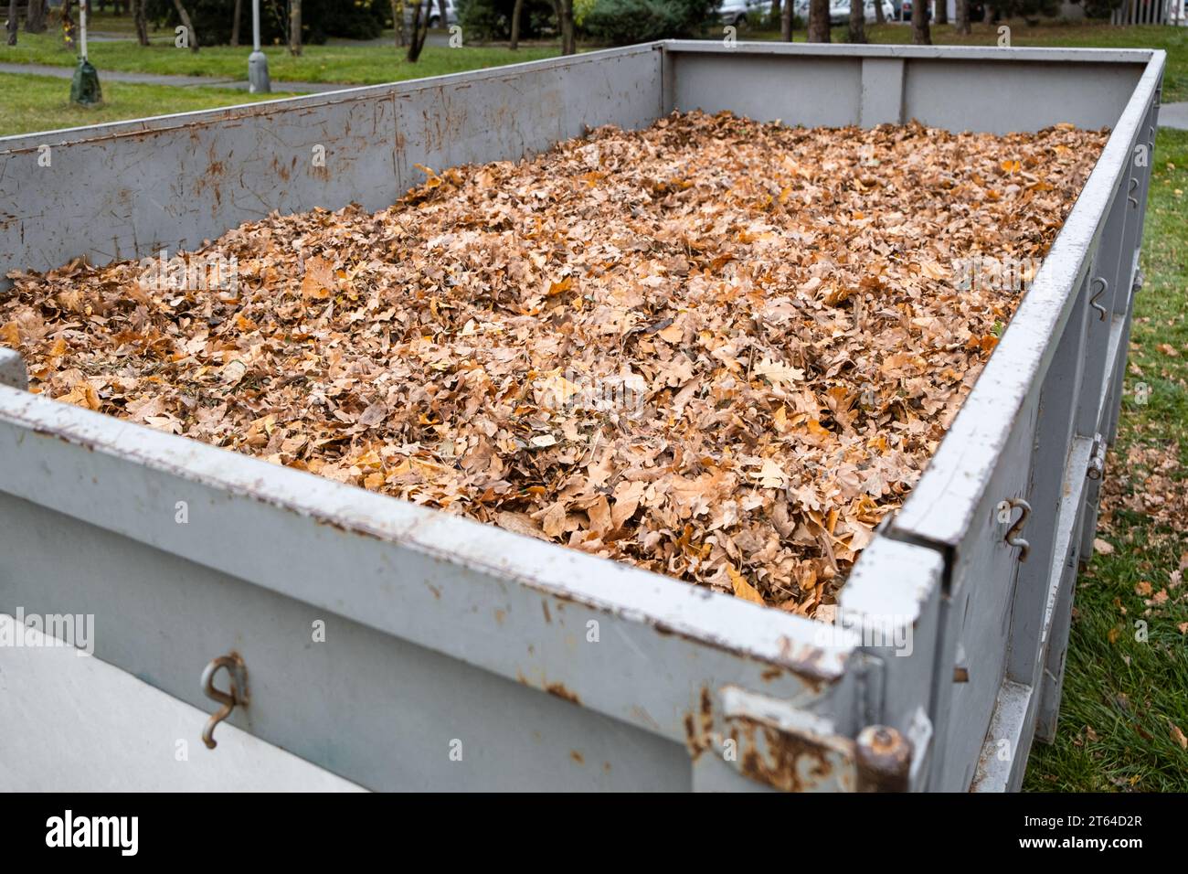 Dry Fallen leaves bio Organic waste in a huge container. Heap of ...
