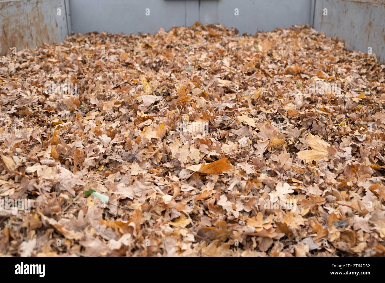 Dry Fallen leaves bio Organic waste in a huge container. Heap of ...