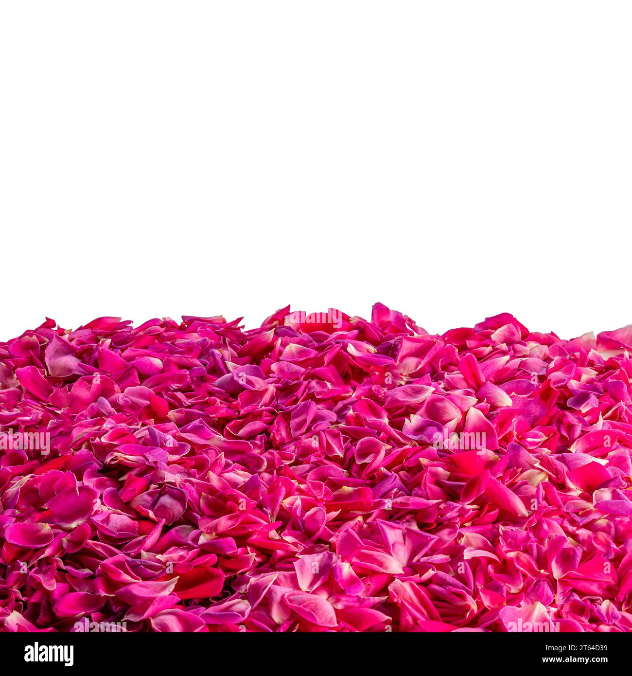 Deep pink rose petals as backgound or frame, isolated on white with ...
