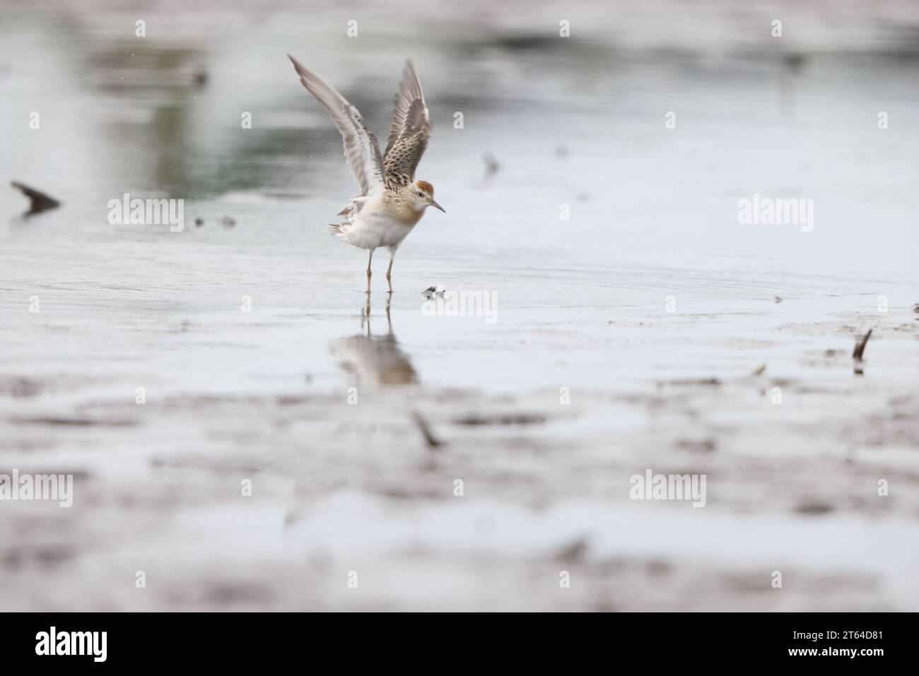 The sharp-tailed sandpiper (Calidris acuminata) is a small-medium ...