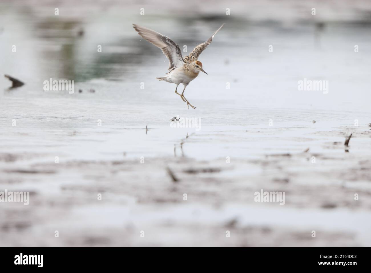 Sharp tailed sandpipe hi-res stock photography and images - Alamy