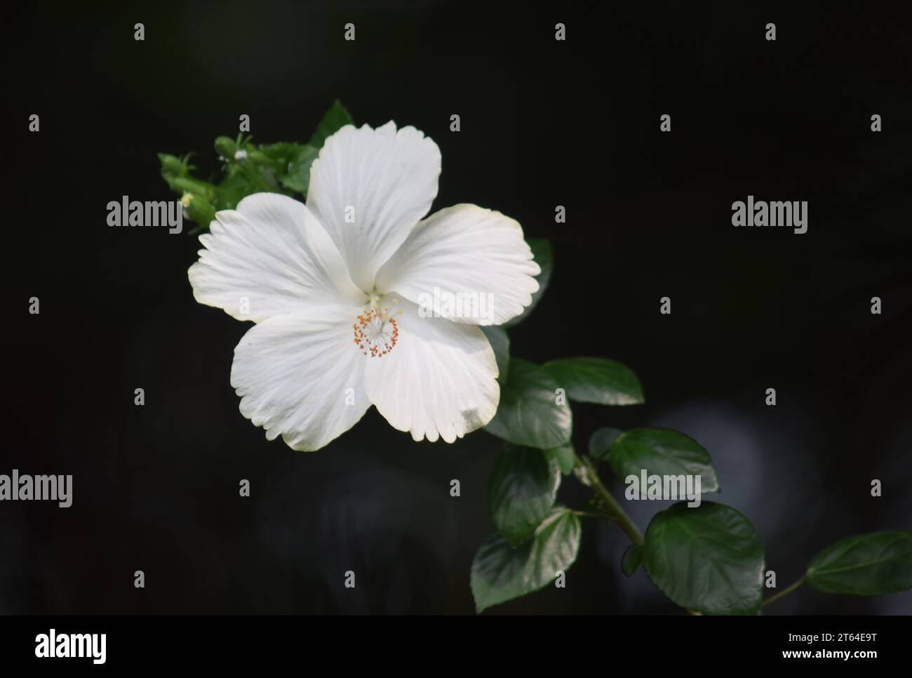Hibiscus White plant International Grove, Dhaka Stock Photo - Alamy
