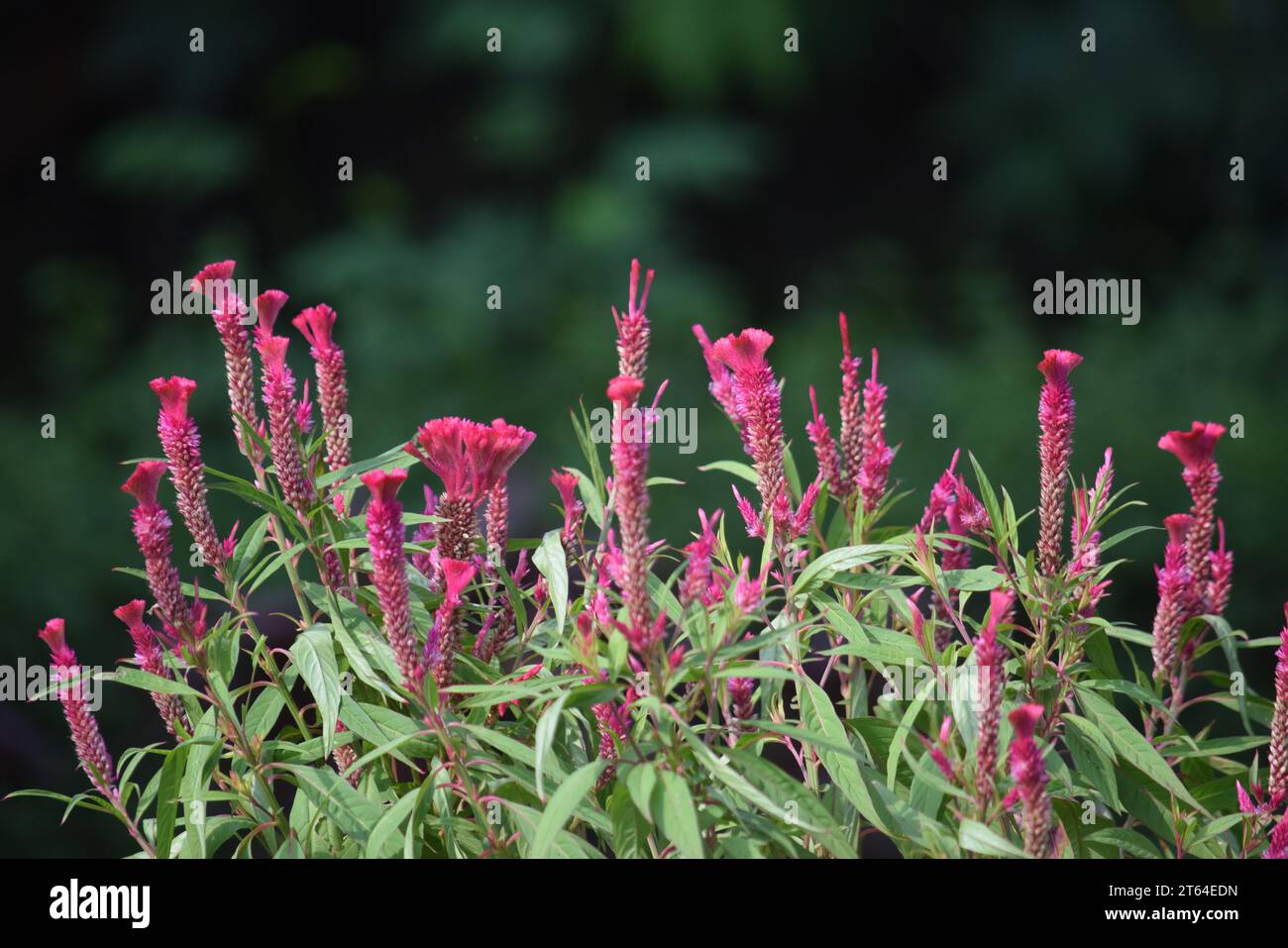 Dhaka wallpaper hi-res stock photography and images - Alamy