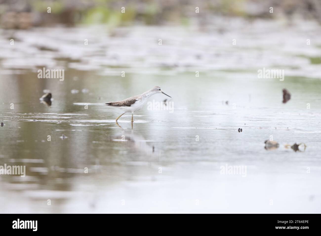 The marsh sandpiper (Tringa stagnatilis) is a small wader. It is a ...