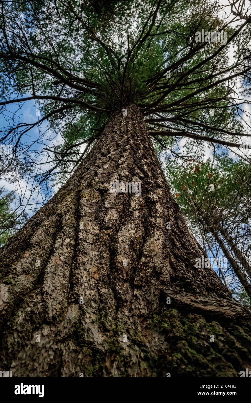 Canopy forest low angle trunk hi-res stock photography and images - Alamy