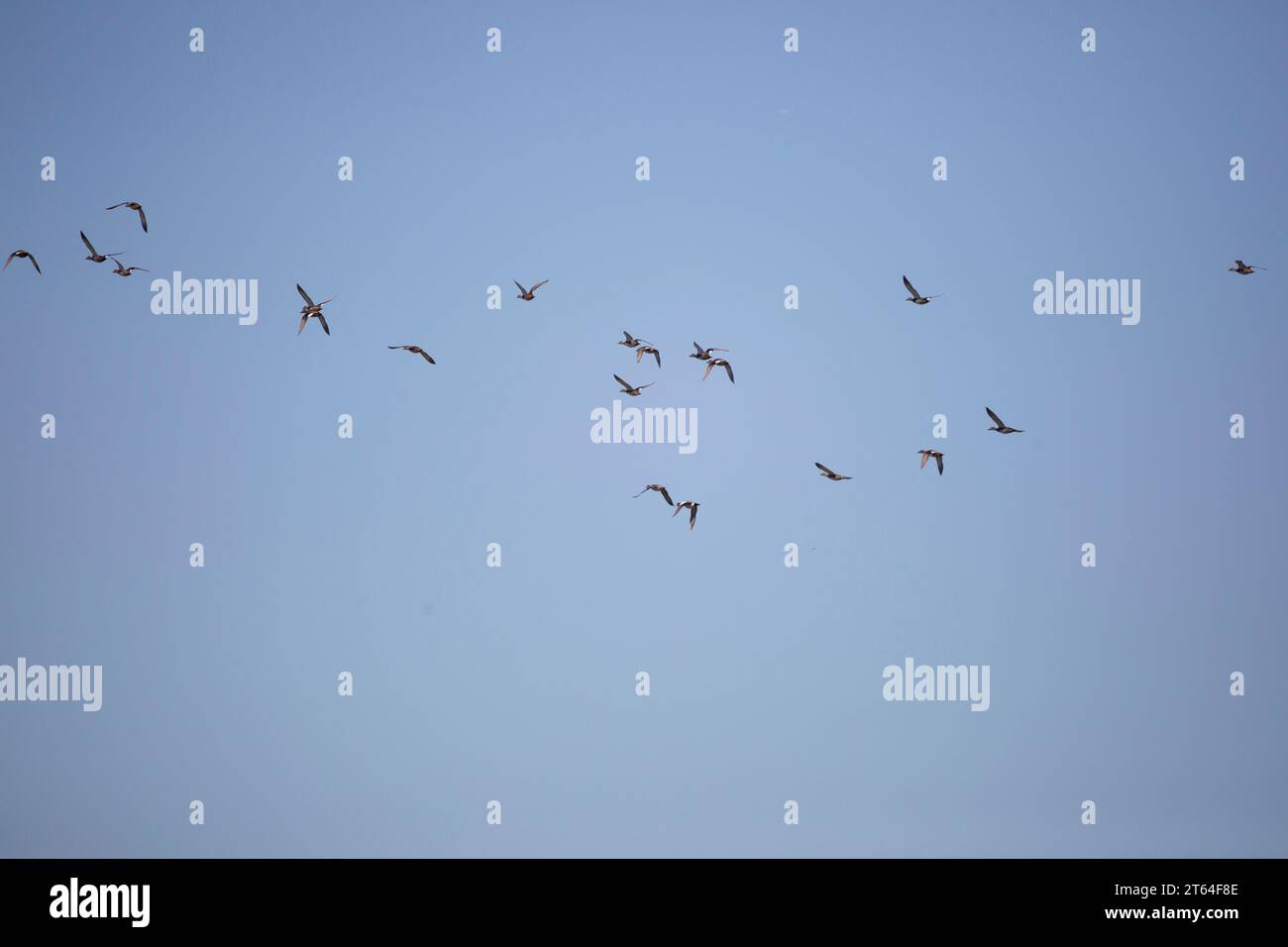 Pair of American wigeons (Anas americana) among a large flock of ...