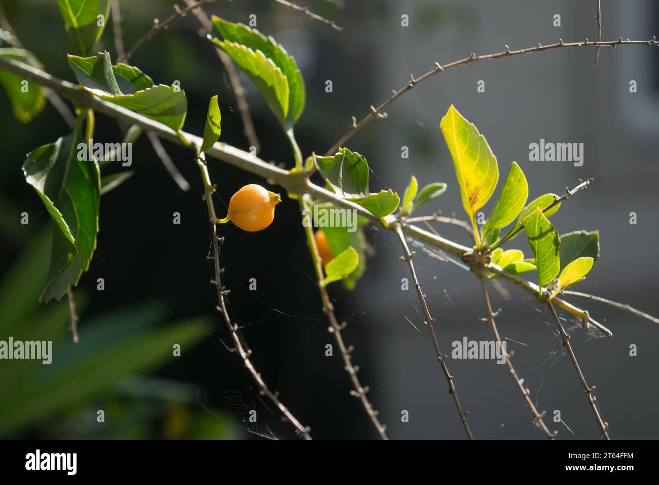 Close-up view of a single fruit on a plant Stock Photo - Alamy