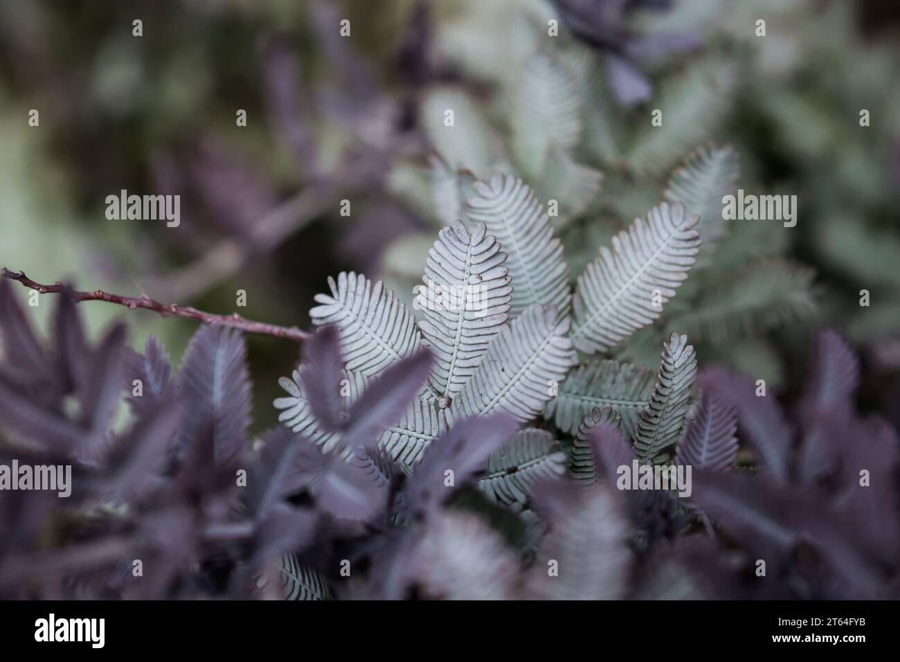 Blue grey plant macro hi-res stock photography and images - Alamy