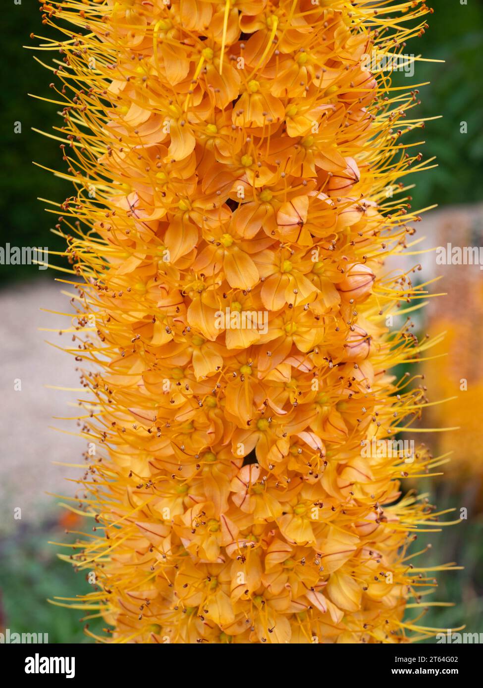 Orange foxtail hi-res stock photography and images - Alamy