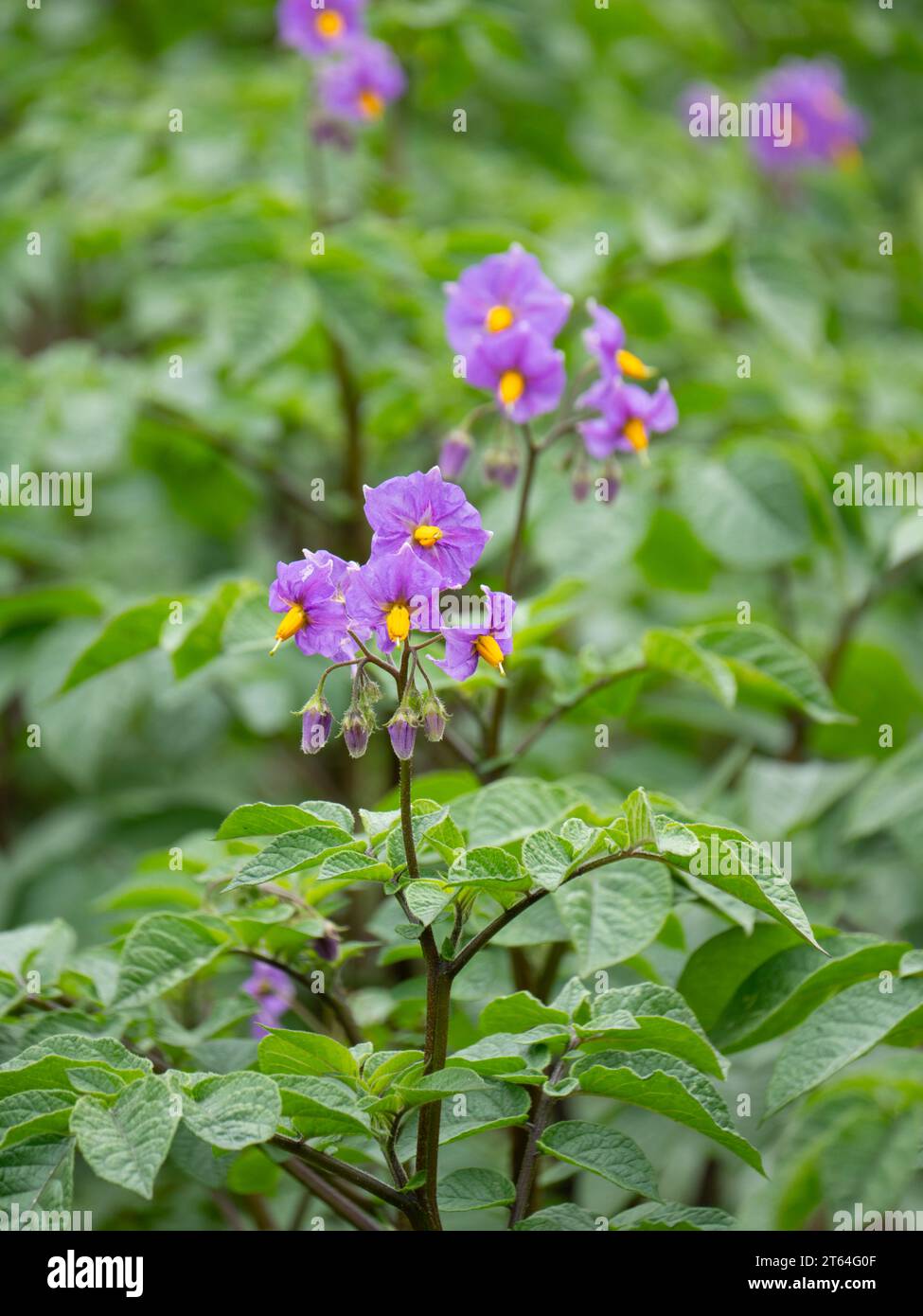 Solanum tuberosum, potato, flowers, blue danube Stock Photo - Alamy