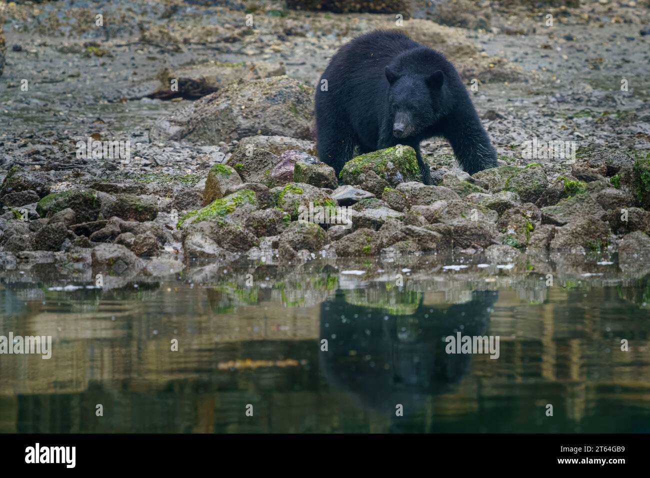 Large Black bear male (Ursus americanus) foraging along the low tide ...
