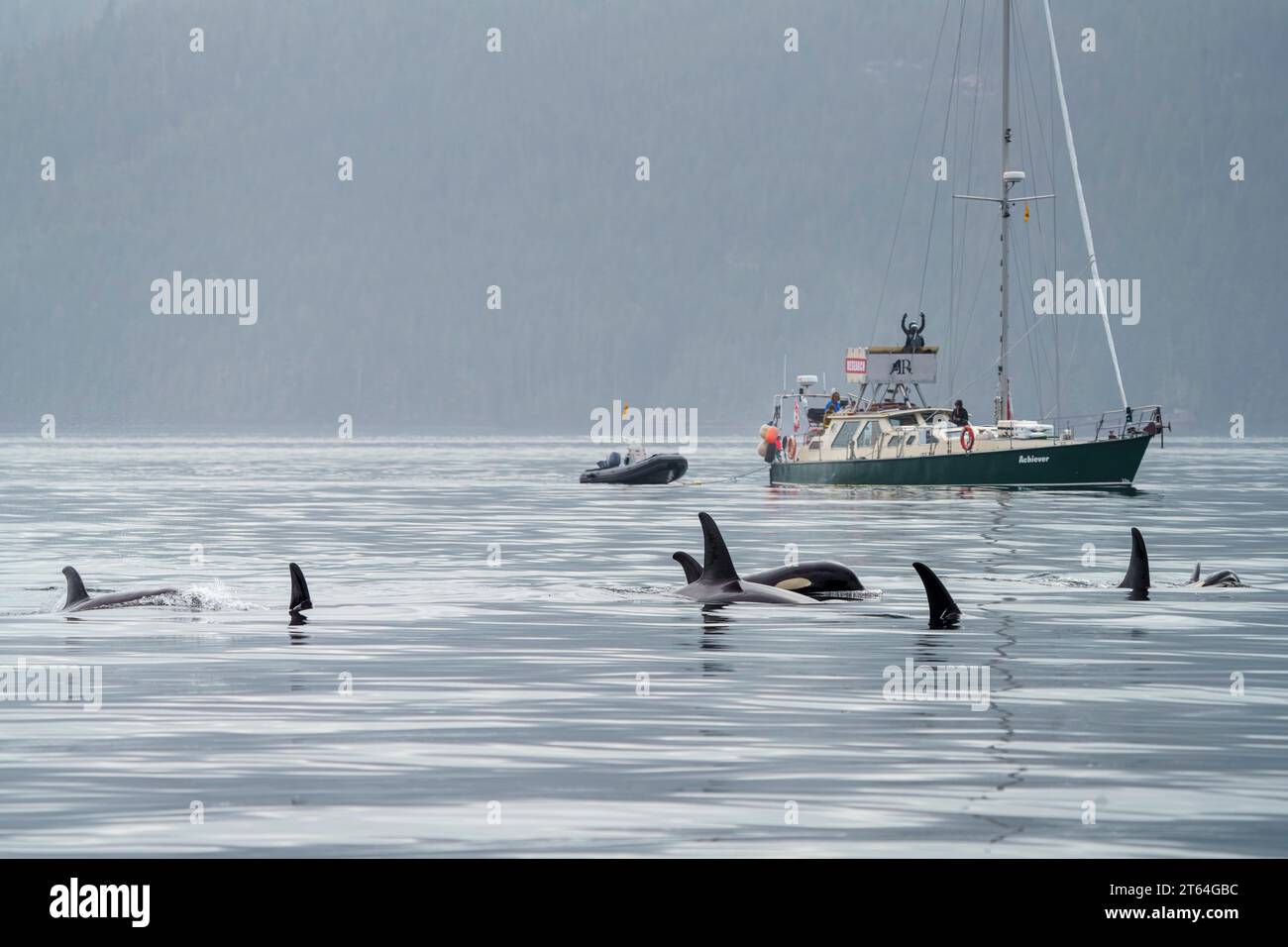 Northern Resident Orca Whales (Killer Whales, Orcinus orca) in front of ...