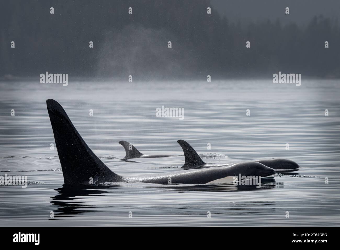 Northern Resident Orca Whales (Killer Whales, Orcinus orca) in ...