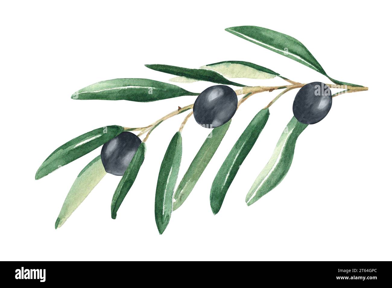 Olive branch with black olives isolated on white background. Watercolor ...