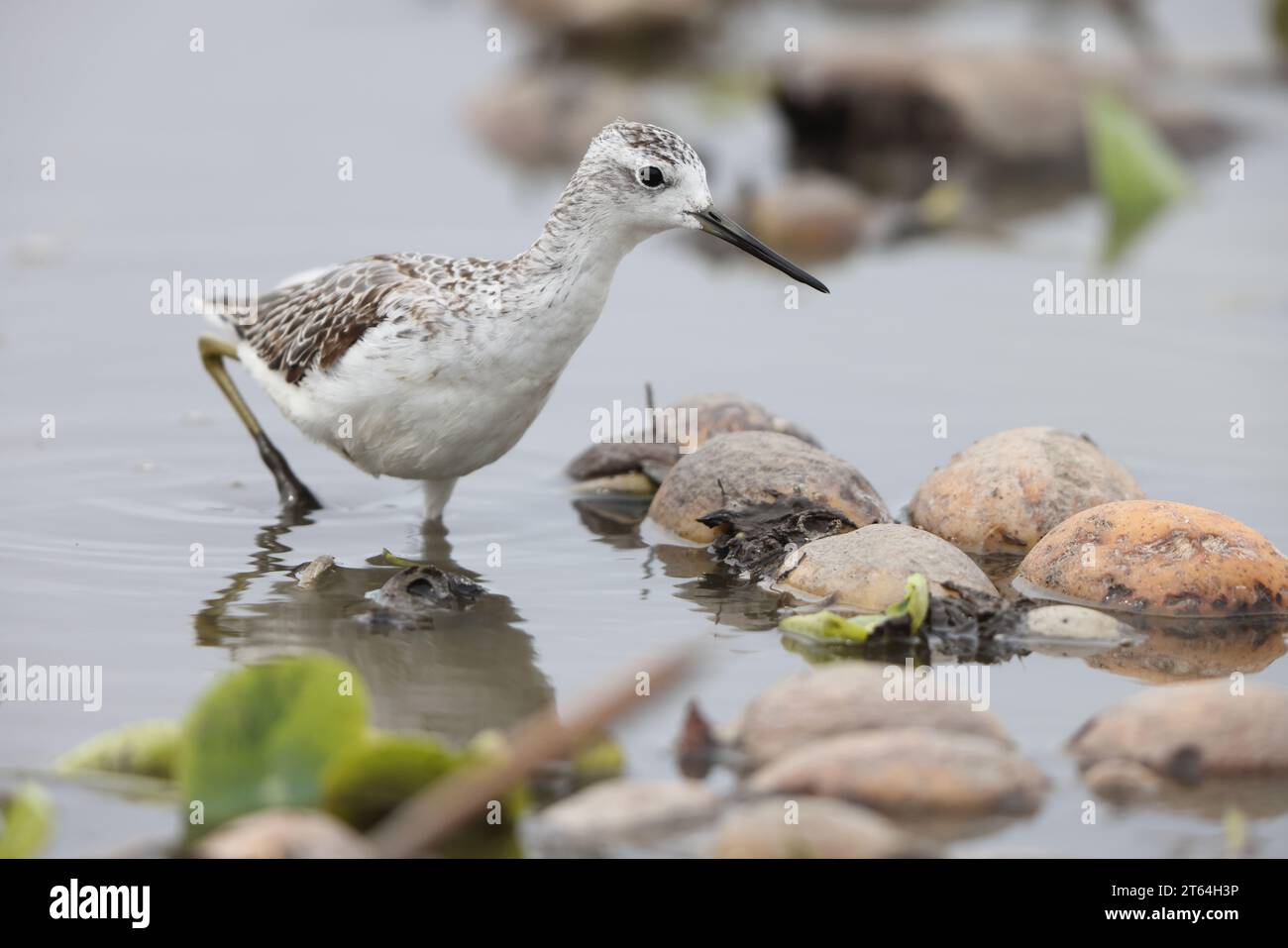 The marsh sandpiper (Tringa stagnatilis) is a small wader. It is a ...
