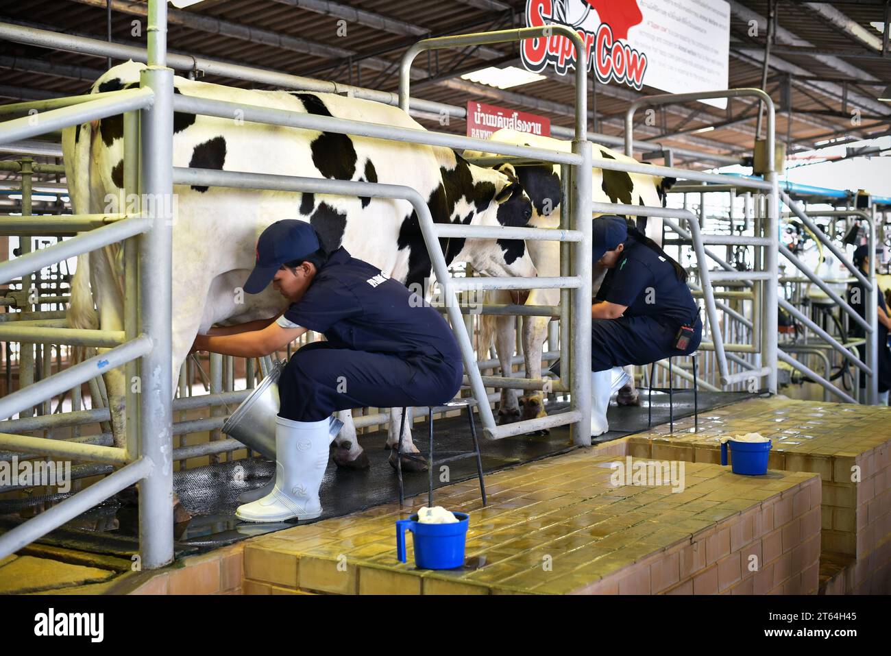 Chok Chai Farm, Khao Yai, Thailand - Jun 2, 2019: Worker draw milk from ...