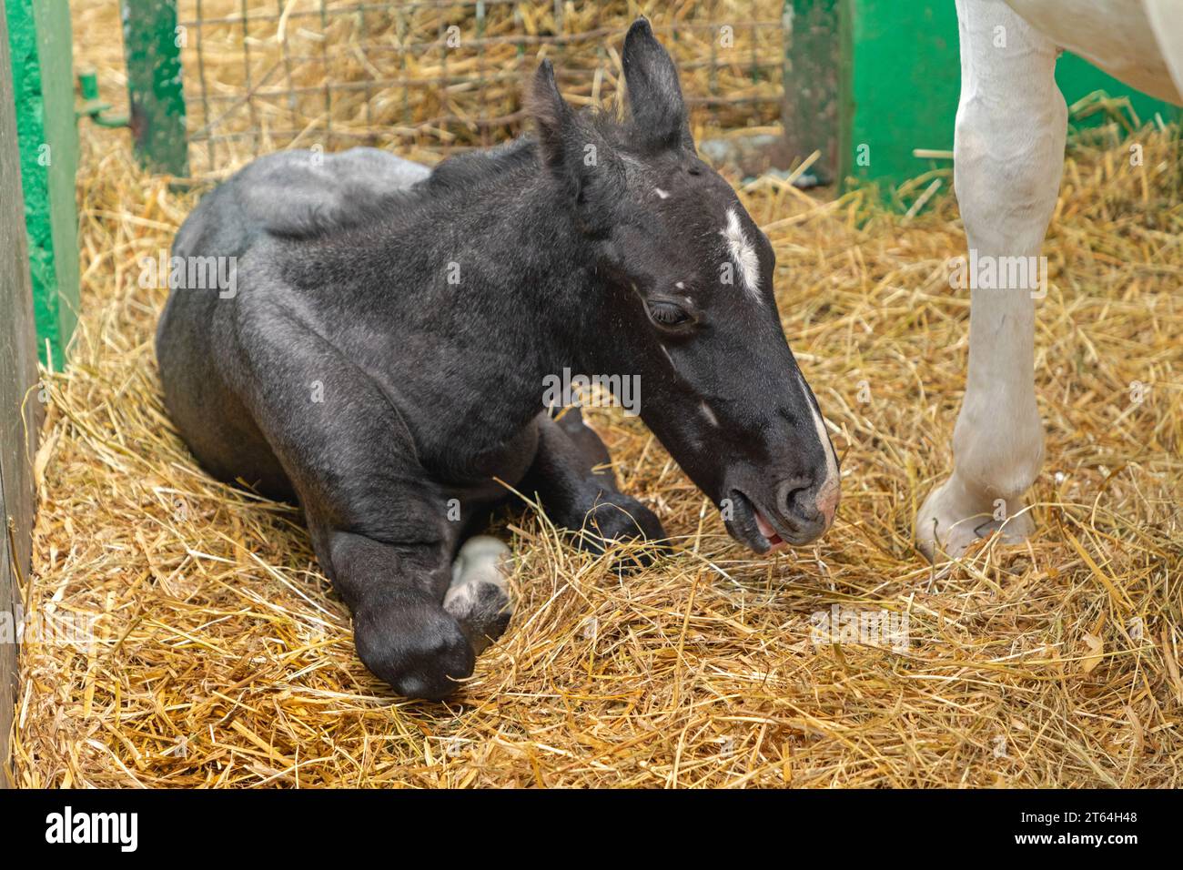 Small Newborn Black Foal Horse laying Down in Stable Stock Photo - Alamy