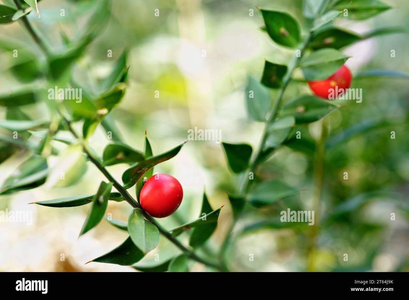 Red berries of ruscus plant , butcher's broom , evergreen ornamental ...