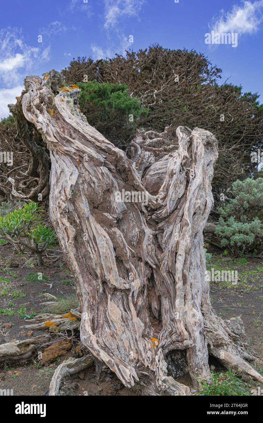 Phoenicean juniper tree (Juniperus phoenicea canariensis), with blue ...