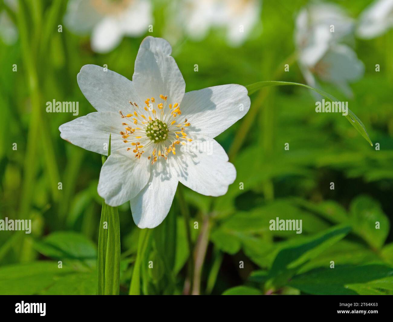Anemone nemorosa early flowers hi-res stock photography and images - Alamy