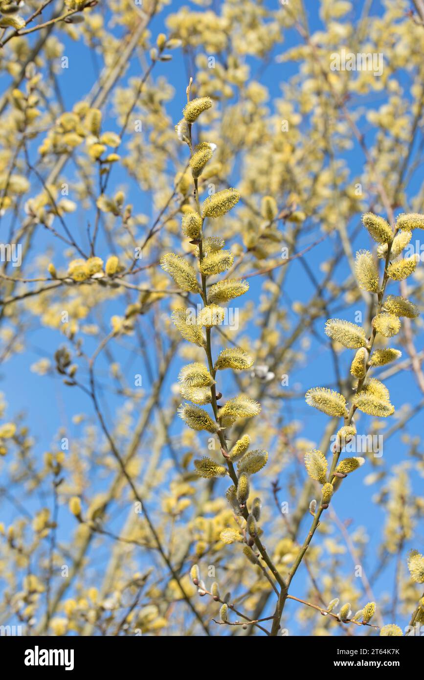 Flowering willow, Salix, in spring Stock Photo - Alamy
