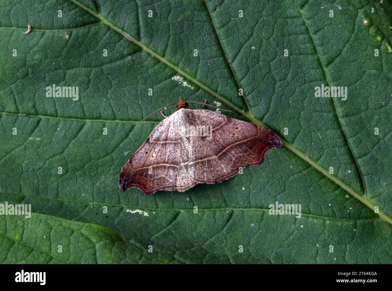 Lasperyria flexula hi-res stock photography and images - Alamy
