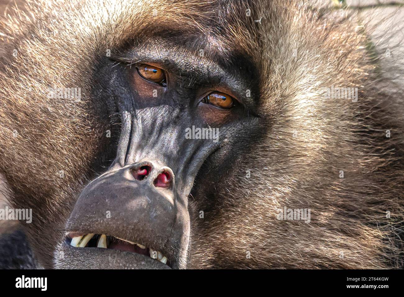 Close up of a male Gelada monkey (Theropithecus gelada) in Simien ...