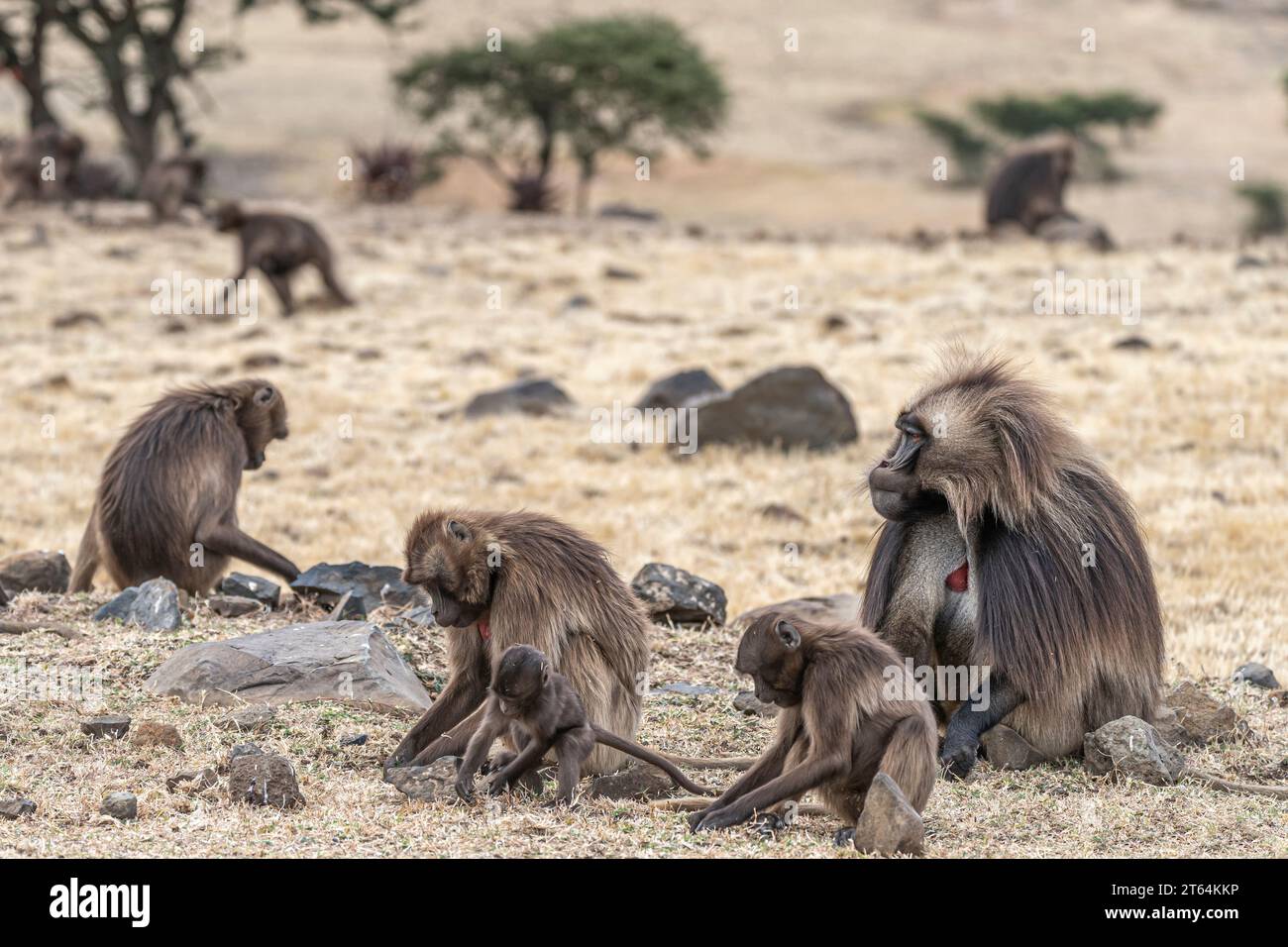 Family group of endemic animal Gelada, (Theropithecus gelada), in ...