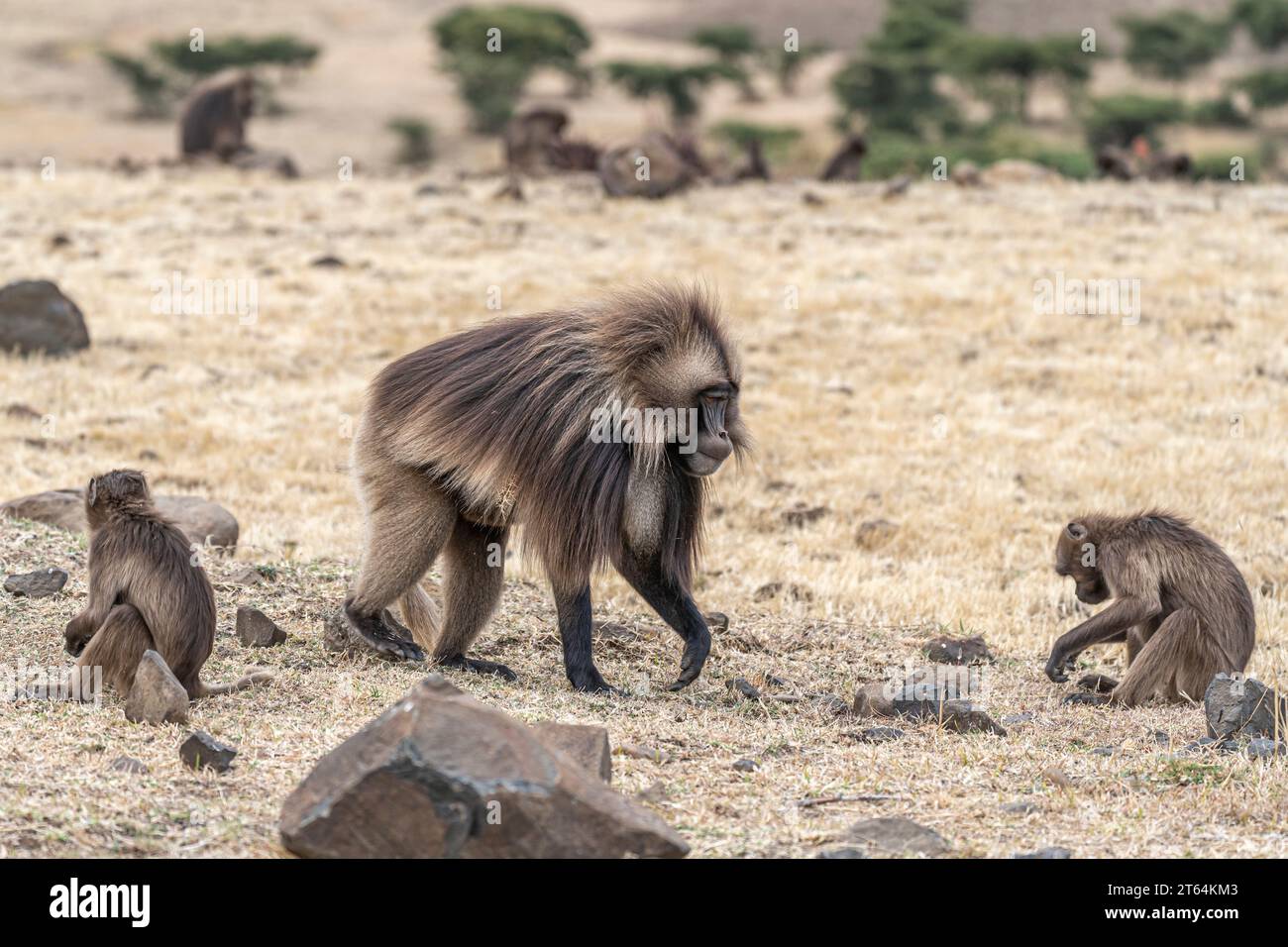Family group of endemic animal Gelada, (Theropithecus gelada), in ...