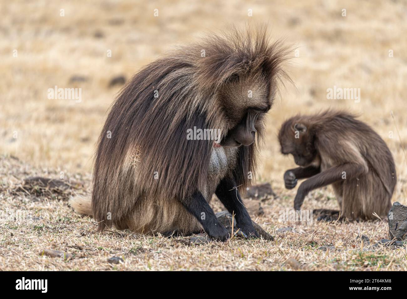 Family group of endemic animal Gelada, (Theropithecus gelada), in ...
