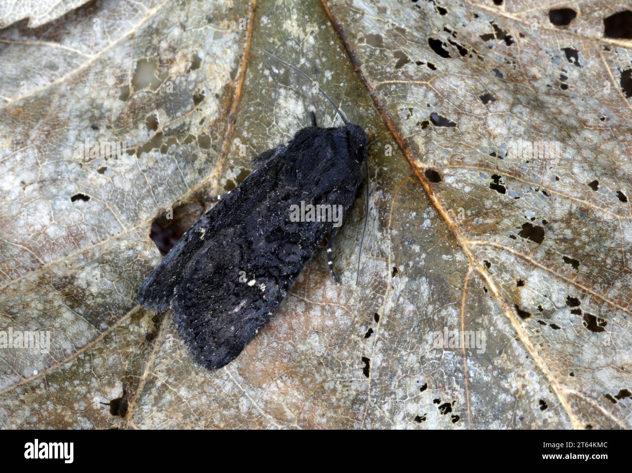 Black Rustic moth (Aporophyla nigra) adult at rest on dead leaf Eccles ...