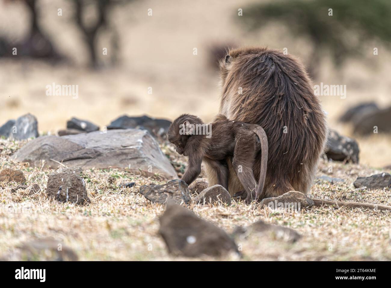 Family group of endemic animal Gelada, (Theropithecus gelada), in ...