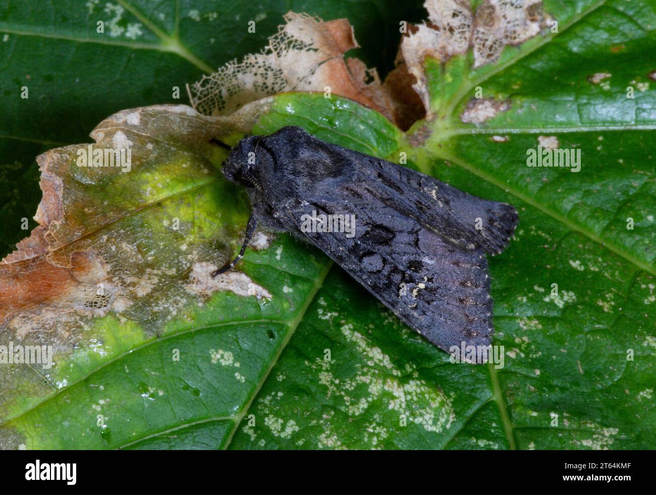 Black Rustic moth (Aporophyla nigra) adult at rest on leaf Eccles-on ...
