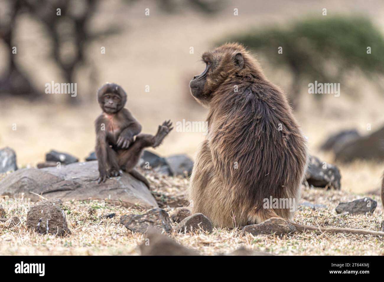 Family group of endemic animal Gelada, (Theropithecus gelada), in ...
