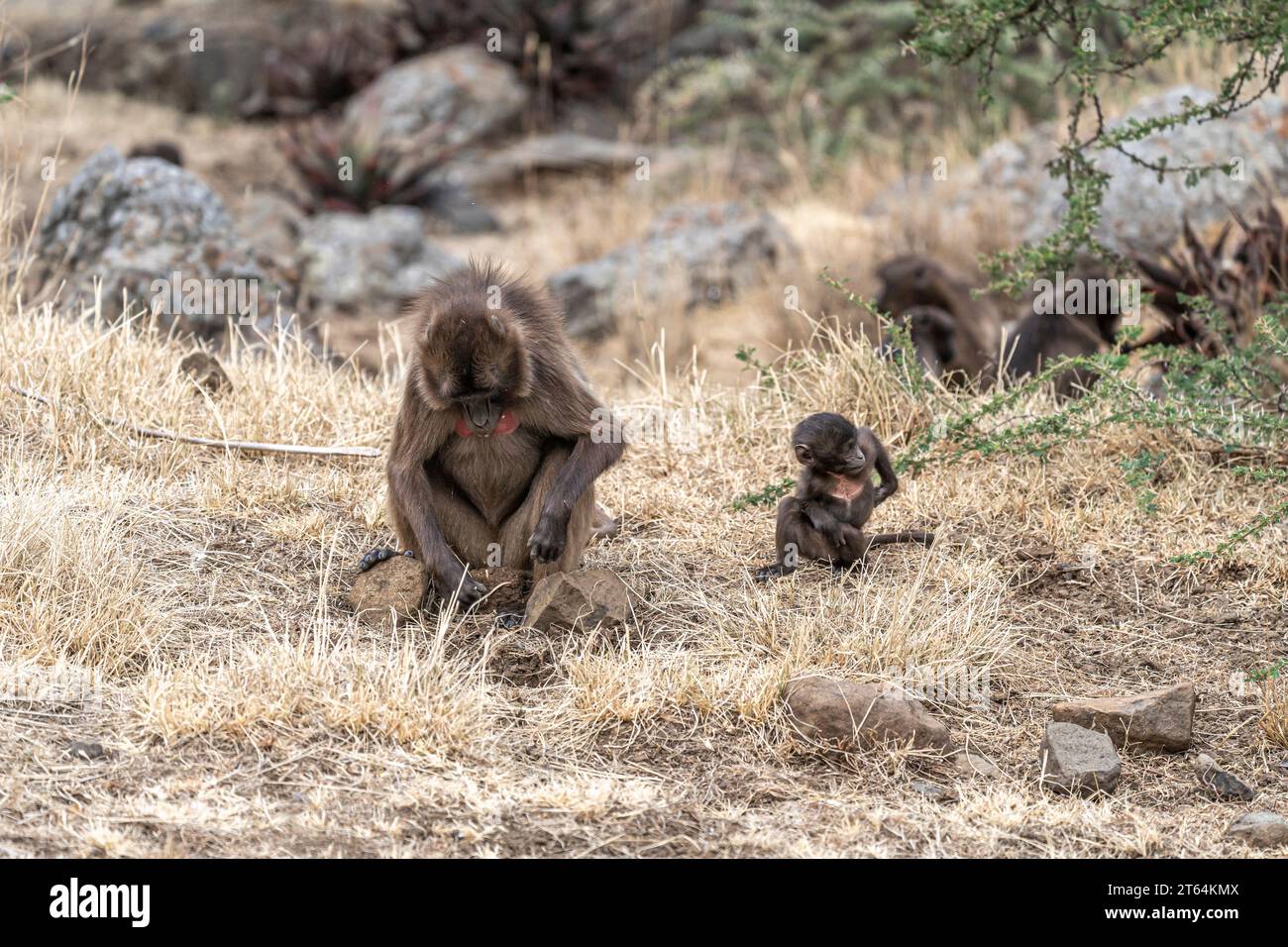 Family group of endemic animal Gelada, (Theropithecus gelada), in ...