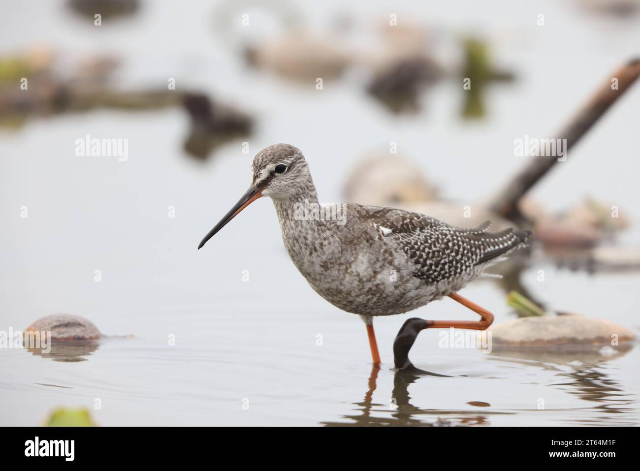 The spotted redshank (Tringa erythropus) is a wader (shorebird) in the ...