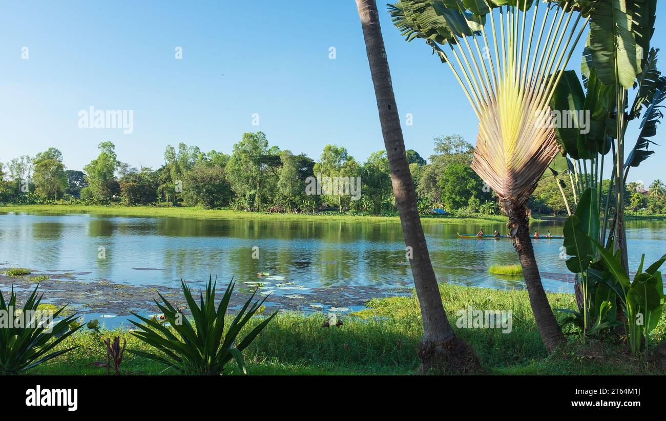 Yangon, Myanmar. A rowing team practising on the Inya Lake is emerging ...
