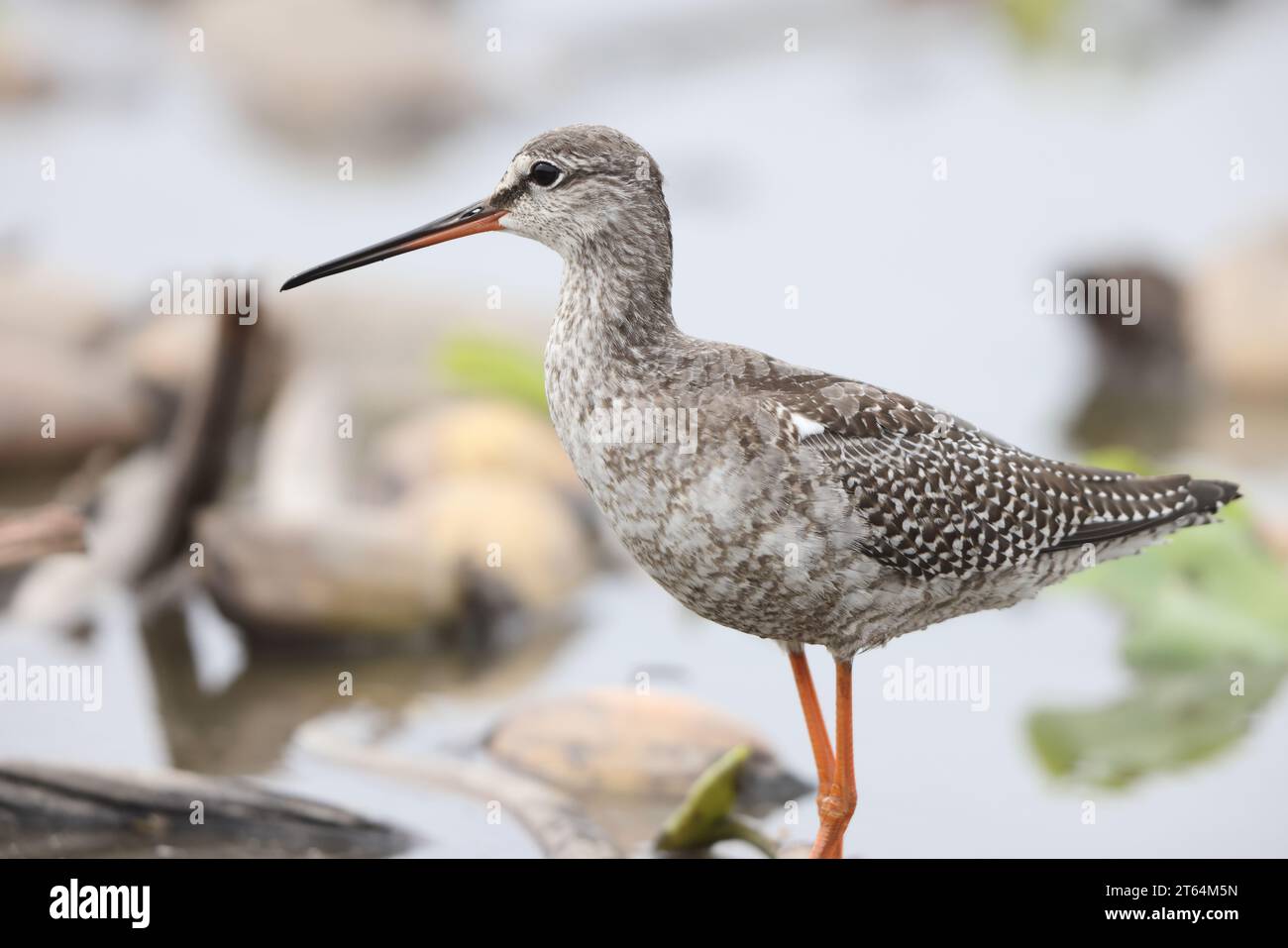 The spotted redshank (Tringa erythropus) is a wader (shorebird) in the ...