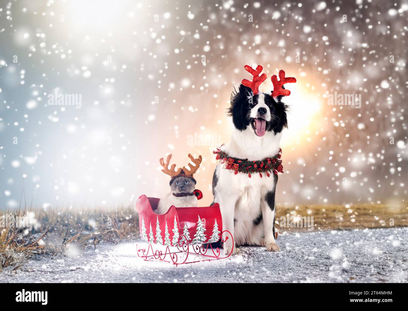 young Yakutian Laika and siamese cat in front of white background Stock ...