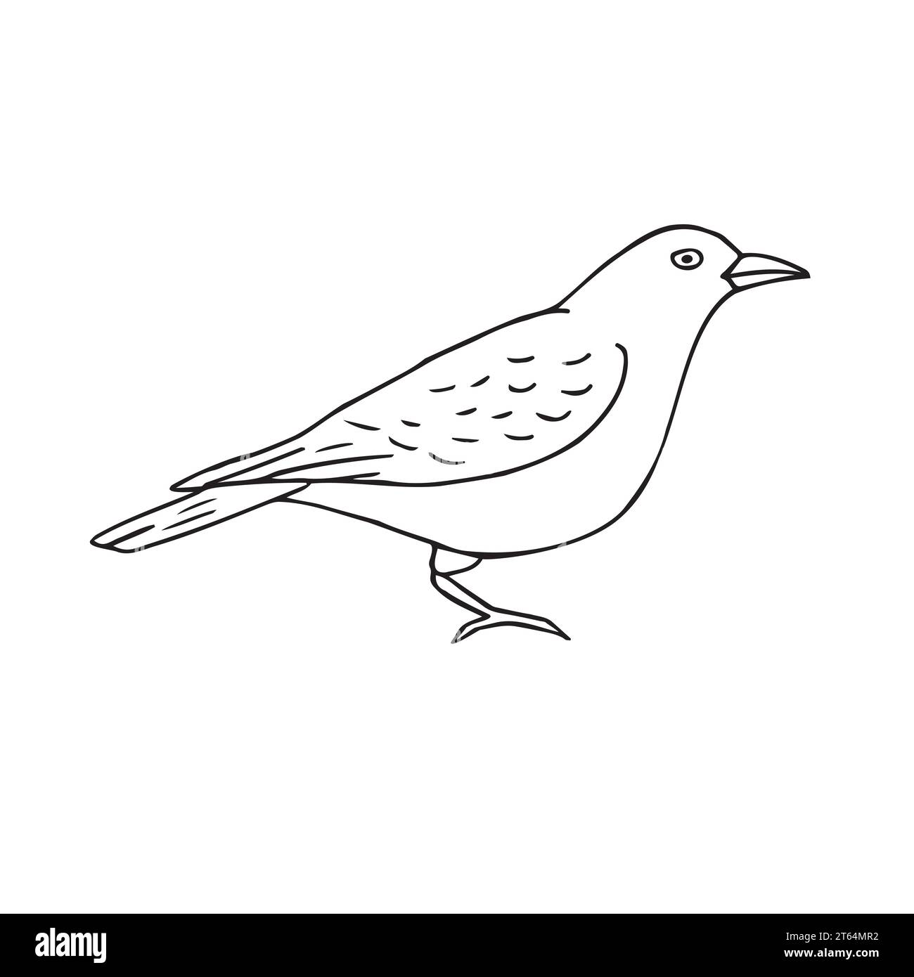 Vector hand drawn doodle sketch catbird bird Stock Vector Image & Art - Alamy