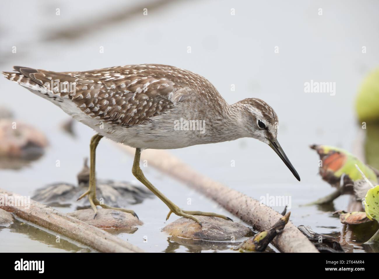 The wood sandpiper (Tringa glareola) is a small wader. This Eurasian ...